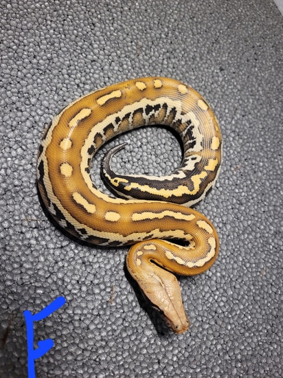 Fem Matrix Het T Pos Blood Python by Moe's reptiles