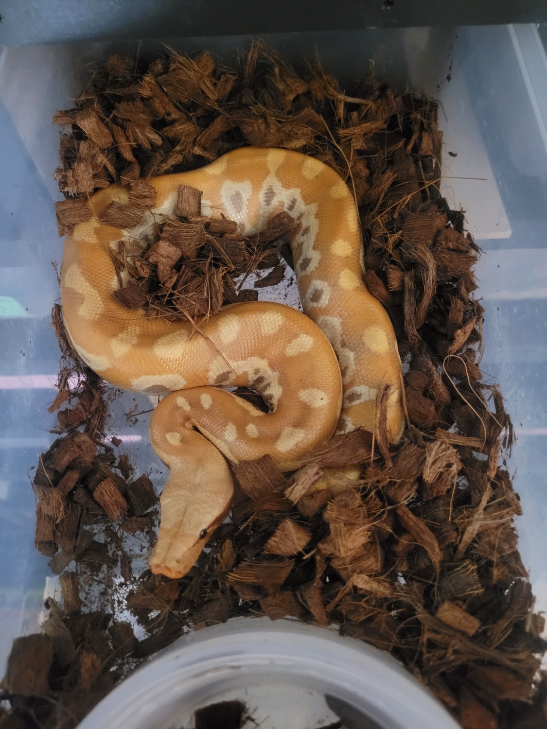 T Pos Albino Blood Python by Moe's reps - MorphMarket
