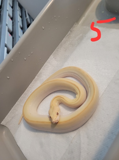 Pearl Green 50 Percent Lab Burmese Python by Moe's reptiles