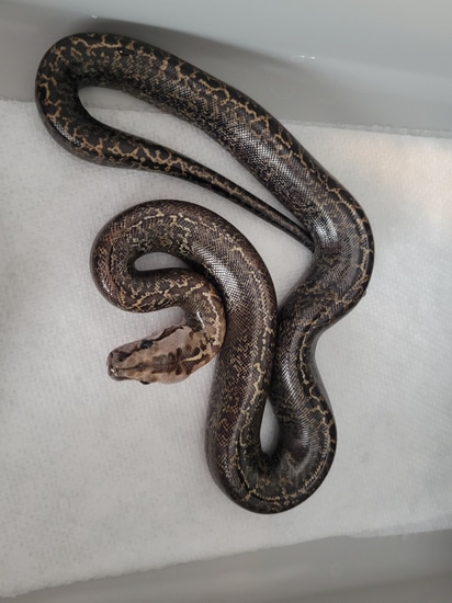 Granite Het Albino 66% Pied Burmese Python by Moe's reptiles