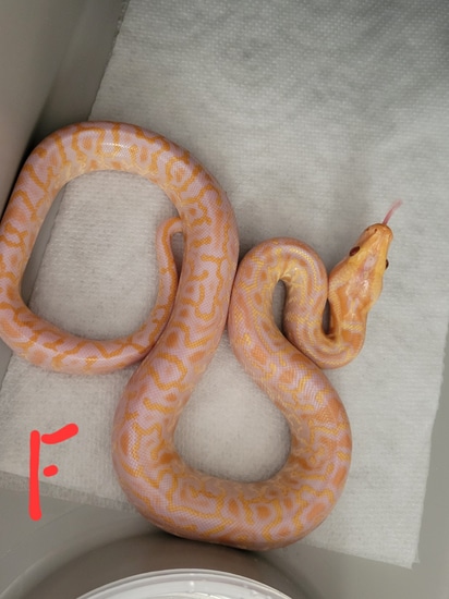 2023albino Het Granite 66%pied Burmese Python by Moe's reptiles