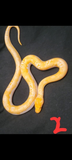 Albino Pied Het Granite Burmese Python by Moe's reptiles