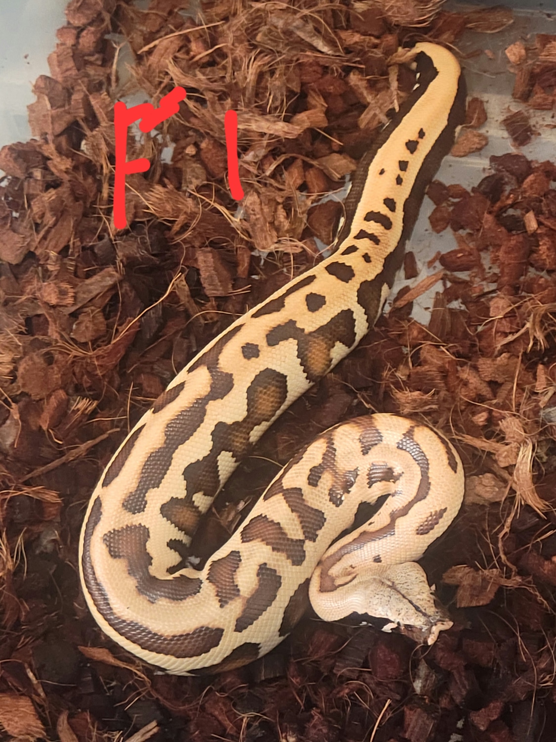 Golden Eye Het T Pos Blood Python by Moe's reps - MorphMarket