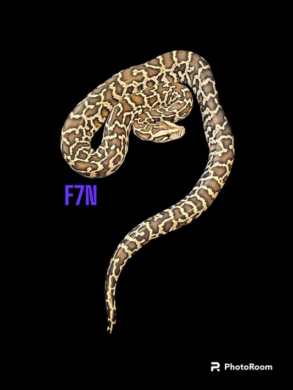 Normal Dh 66 Pied Burmese Python by Moe's reptiles