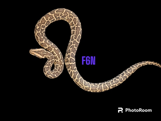 Normal Burmese Python by Moe's reptiles