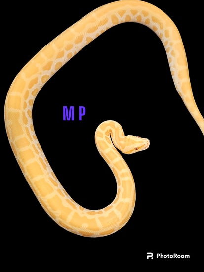 Pearl 100percent Het Green Burmese Python by Moe's reptiles