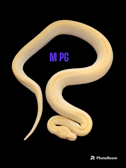 2023 Pearl Green 50 Percent Lab Burmese Python by Moe's reptiles