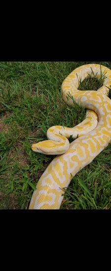 Pair Albino Burmese Python by Moe's reptiles