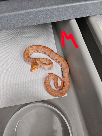 Albino 50 Granite/pied Burmese Python by Moe's reptiles