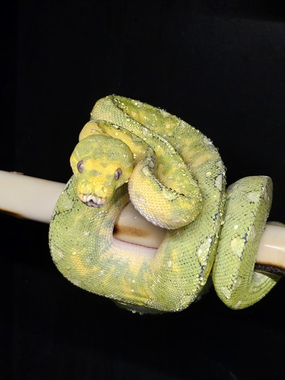 Biak MF Green Tree Python by Moe's reptiles