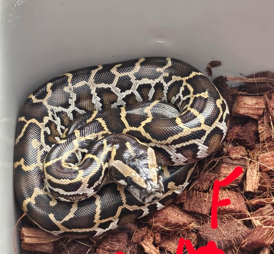 Norm 100per Albino 66 Pied Burmese Python by Moe's reptiles