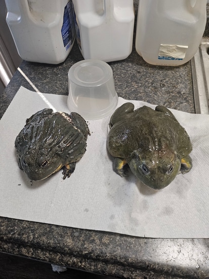 Pair Bullfrogs by Moe's reptiles