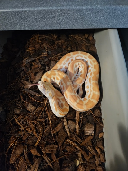 Pearl Burmese Python by Moe's reptiles