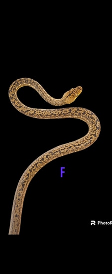 2023timor Timor Python by Moe's reptiles