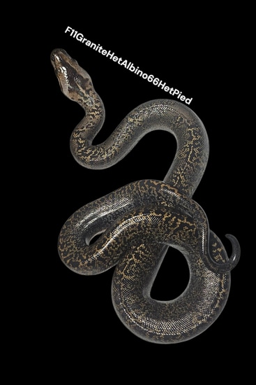 2025GraniteHetAlbino66HetPied Burmese Python by Moe's reptiles