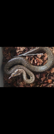 20257GraniteHetAlbino66het Pied Burmese Python by Moe's reptiles