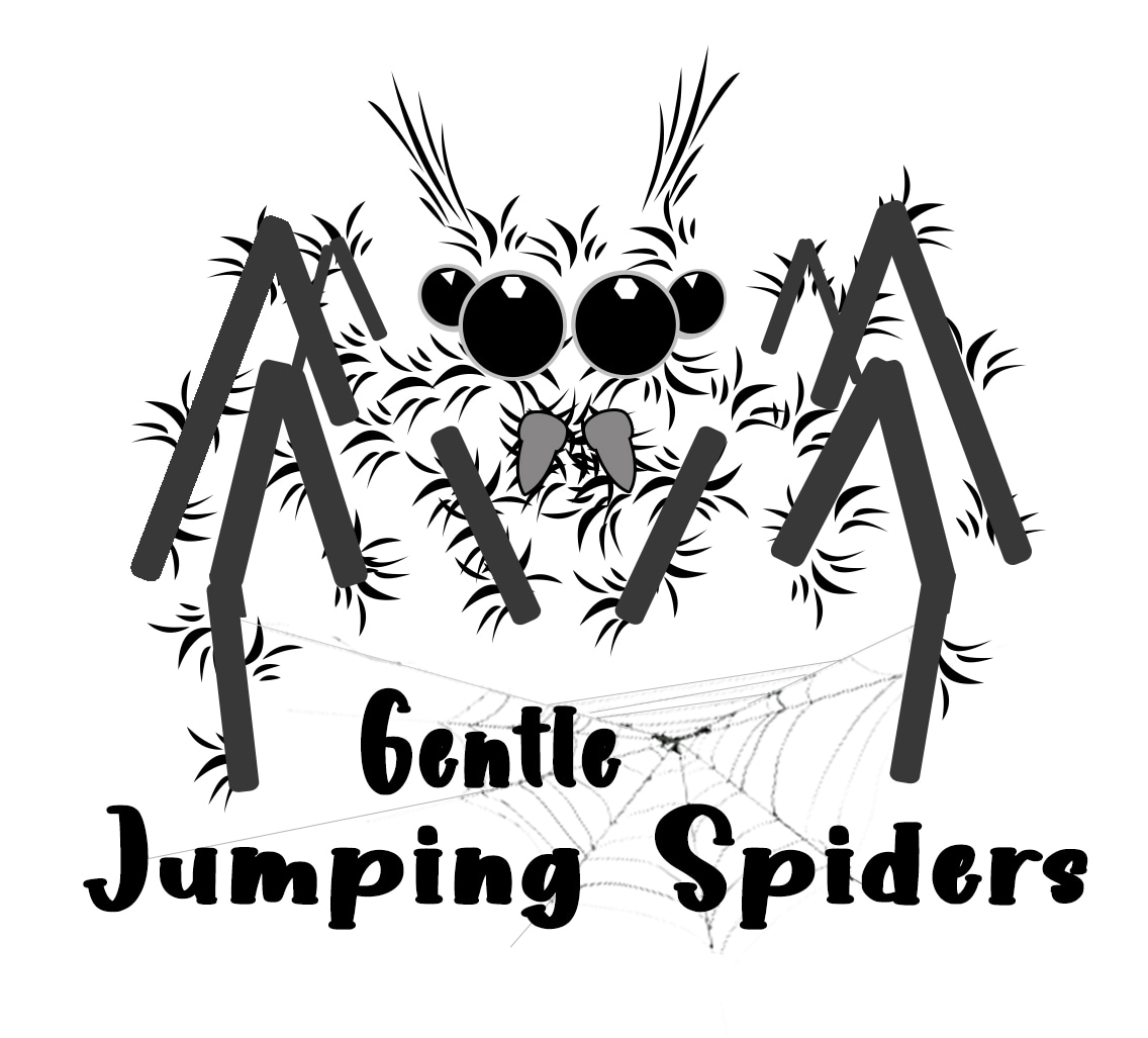 Jumping Spider Group: E1 by Gentle Jumping Spiders - MorphMarket