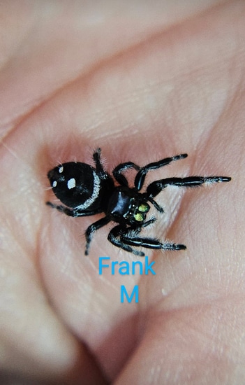 Adventure Loving Frank Phidippus Regius Jumping Spider by Gentle ...