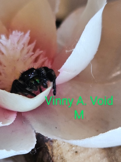 Vinny A. Void Phidippus Regius Jumping Spider by Gentle Jumping Spiders