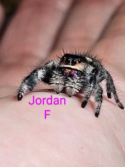 Joyful Jordan Jumping Spider by Gentle Jumping Spiders
