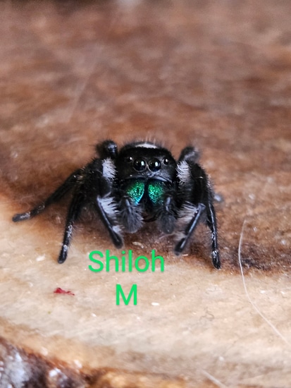 Sincere Shiloh Jumping Spider by Gentle Jumping Spiders