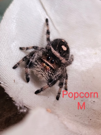 Perky Popcorn Jumping Spider by Gentle Jumping Spiders
