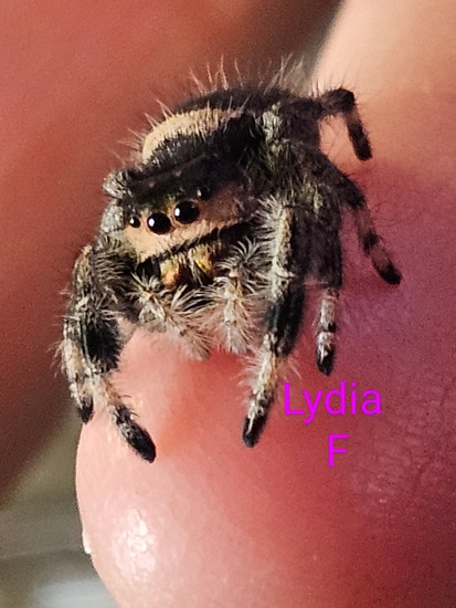 Loving Lydia Jumping Spider by Gentle Jumping Spiders