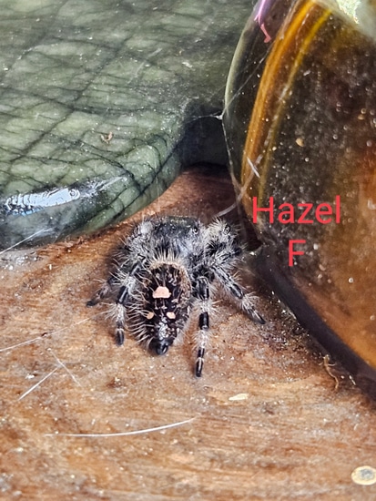 High Spirited Hazel Jumping Spider by Gentle Jumping Spiders
