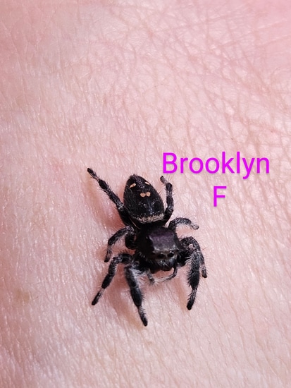 Bashful Brooklyn Jumping Spider by Gentle Jumping Spiders
