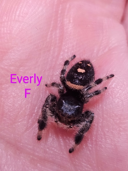 Earnest Everly Jumping Spider by Gentle Jumping Spiders