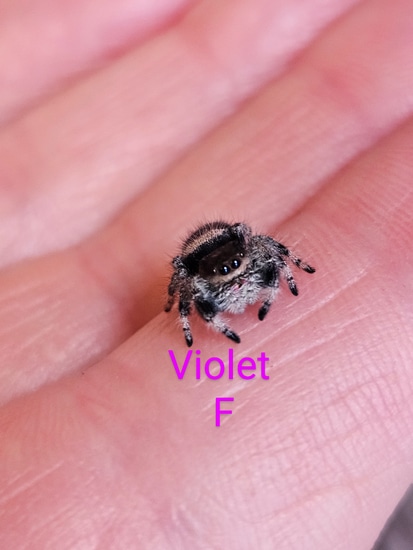 Very Violet Jumping Spider by Gentle Jumping Spiders