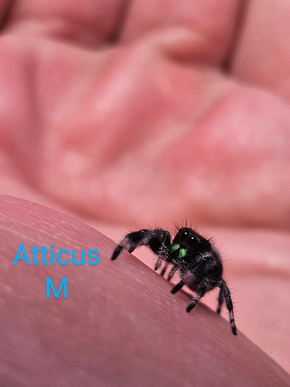 Able Atticus Jumping Spider by Gentle Jumping Spiders