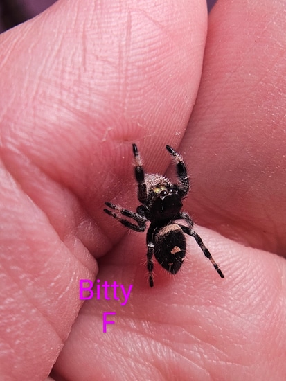 Bright Bitty Jumping Spider by Gentle Jumping Spiders