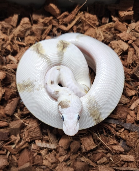 Paradox Blue Eyed Lucy Ball Python by Lasting Locks Exotics