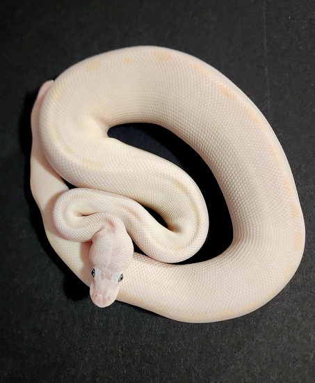 Blue Eyed Lucy Ball Python by Lasting Locks Exotics