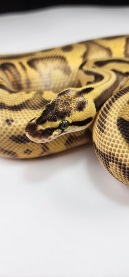 Enchi Leopard Pastel Pos Het Clown Ball Python by Lasting Locks Exotics