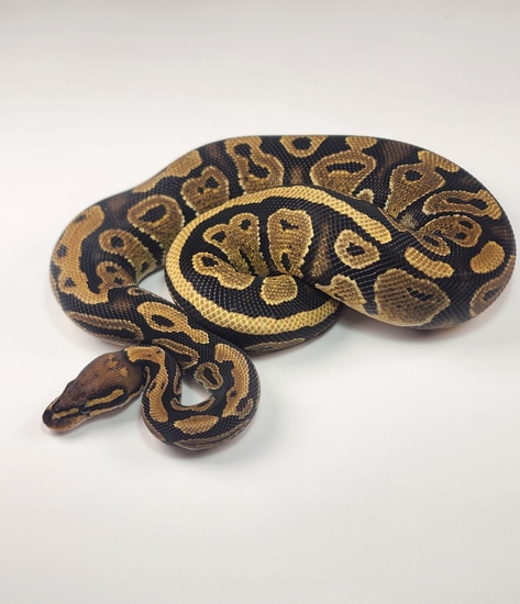 Pastel Fire Ball Python by Lasting Locks Exotics