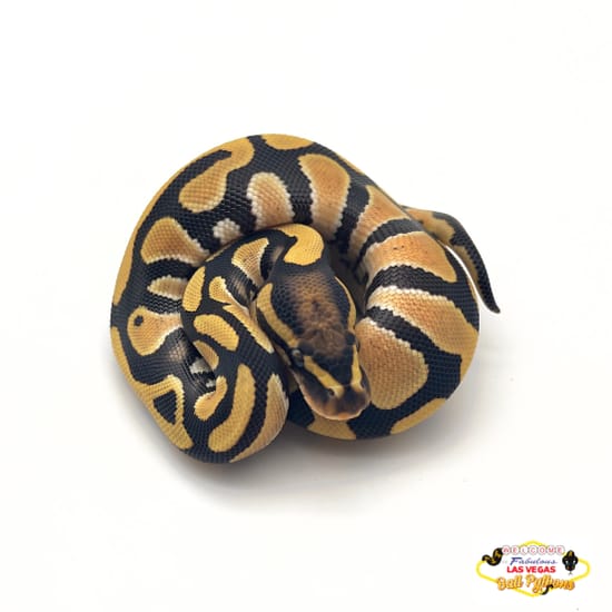 Orange Dream Desert Ghost Het Clown Ball Python by Las Vegas Ball Pythons