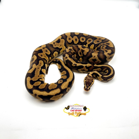 (Acid Reflux) Pastel Yellow Belly Acid Ball Python by Las Vegas Ball ...