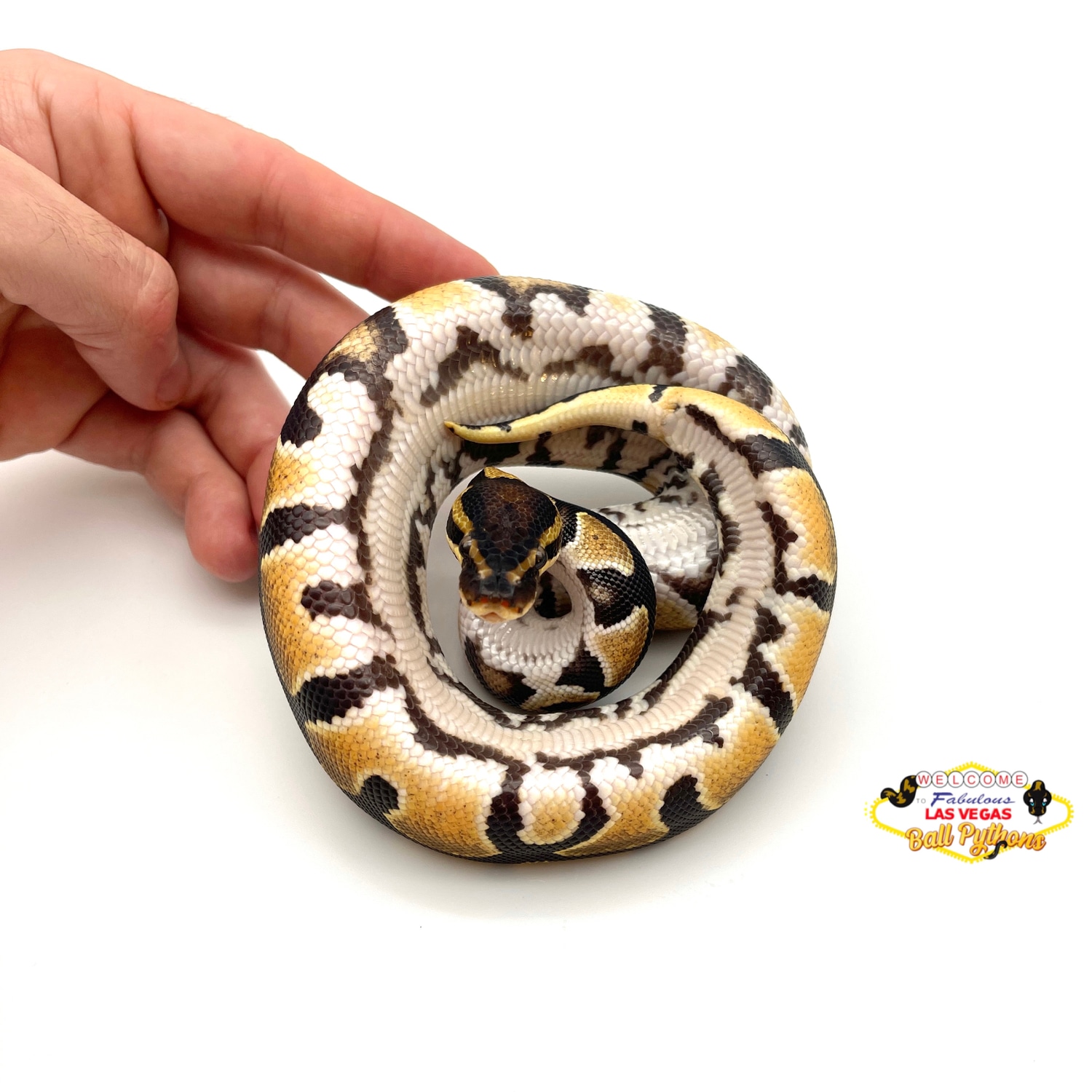 Orange Dream Het Clown 66% Het Desert Ghost Ball Python by Las Vegas ...