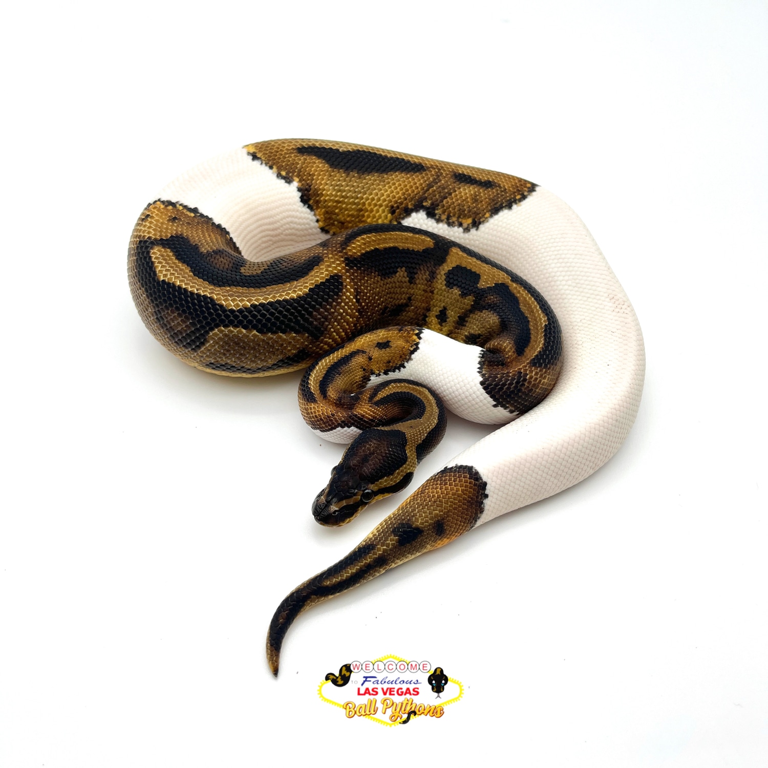 Pied Het Desert Ghost Ball Python by Las Vegas Ball Pythons - MorphMarket