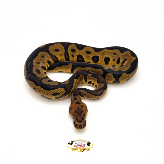 Leopard Clown 50% Het Desert Ghost Ball Python by Las Vegas Ball Pythons