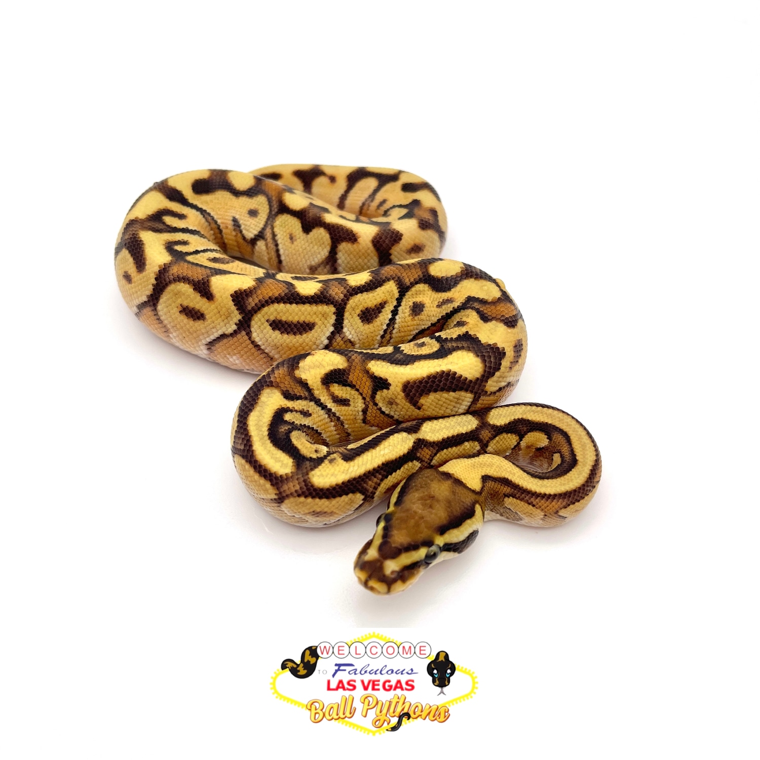 Spotnose Enchi Mojave Het Clown Pos Red Stripe Yellow Belly Ball Python ...