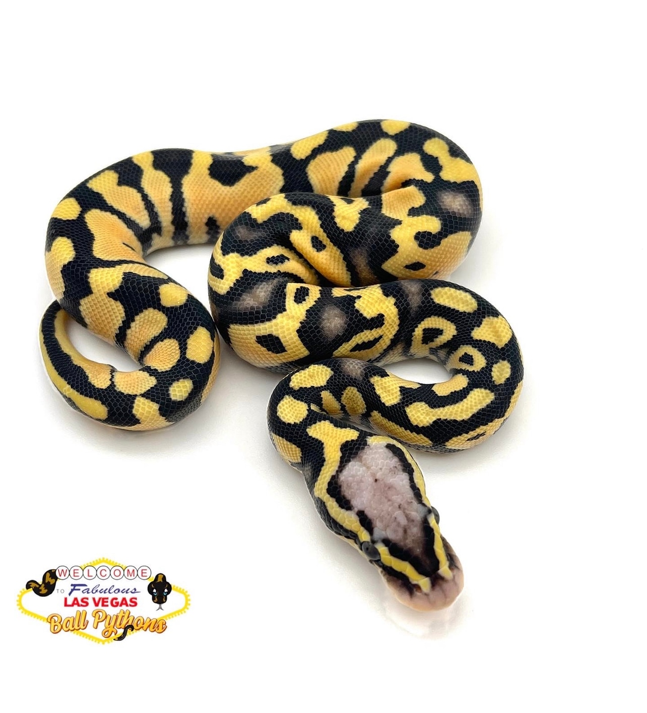 Pastel Desert Ghost Het Clown Ball Python by Las Vegas Ball Pythons ...
