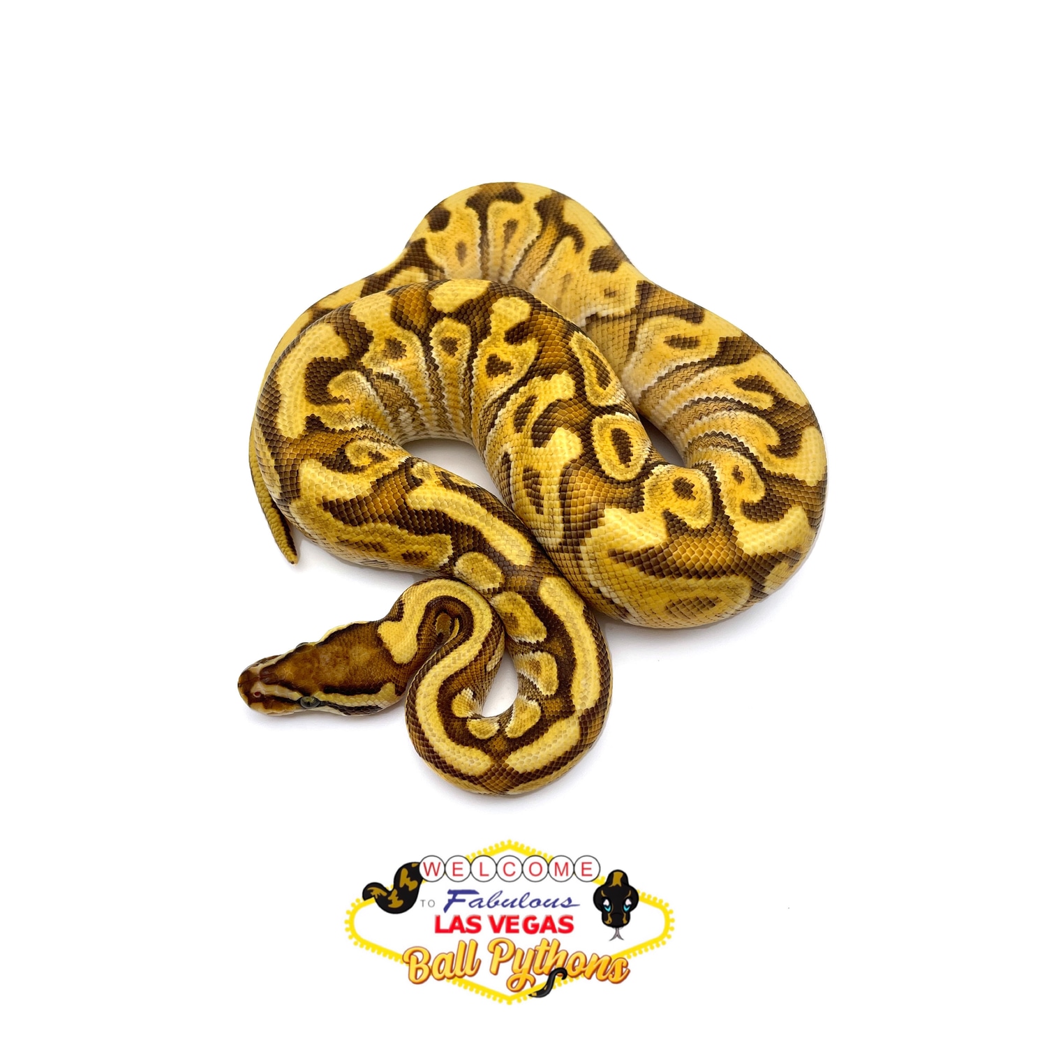 Spotnose Enchi Mojave Prob Red Stripe Pos Yellow Belly Het Clown Ball ...