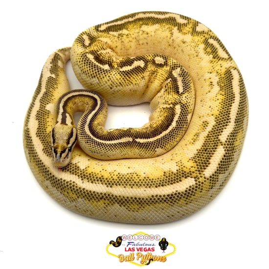 Pastel Freeway Ball Python by Las Vegas Ball Pythons