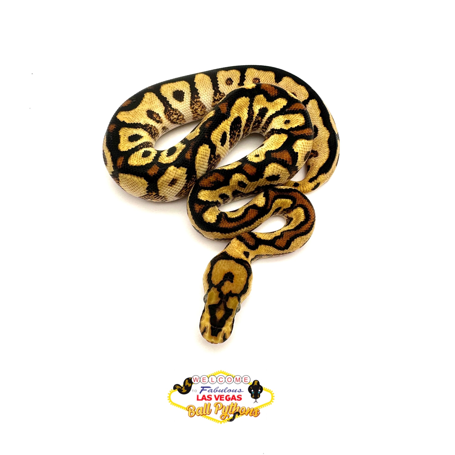 Spotnose Red Stripe Yellow Belly Clown Ball Python by Las Vegas Ball ...
