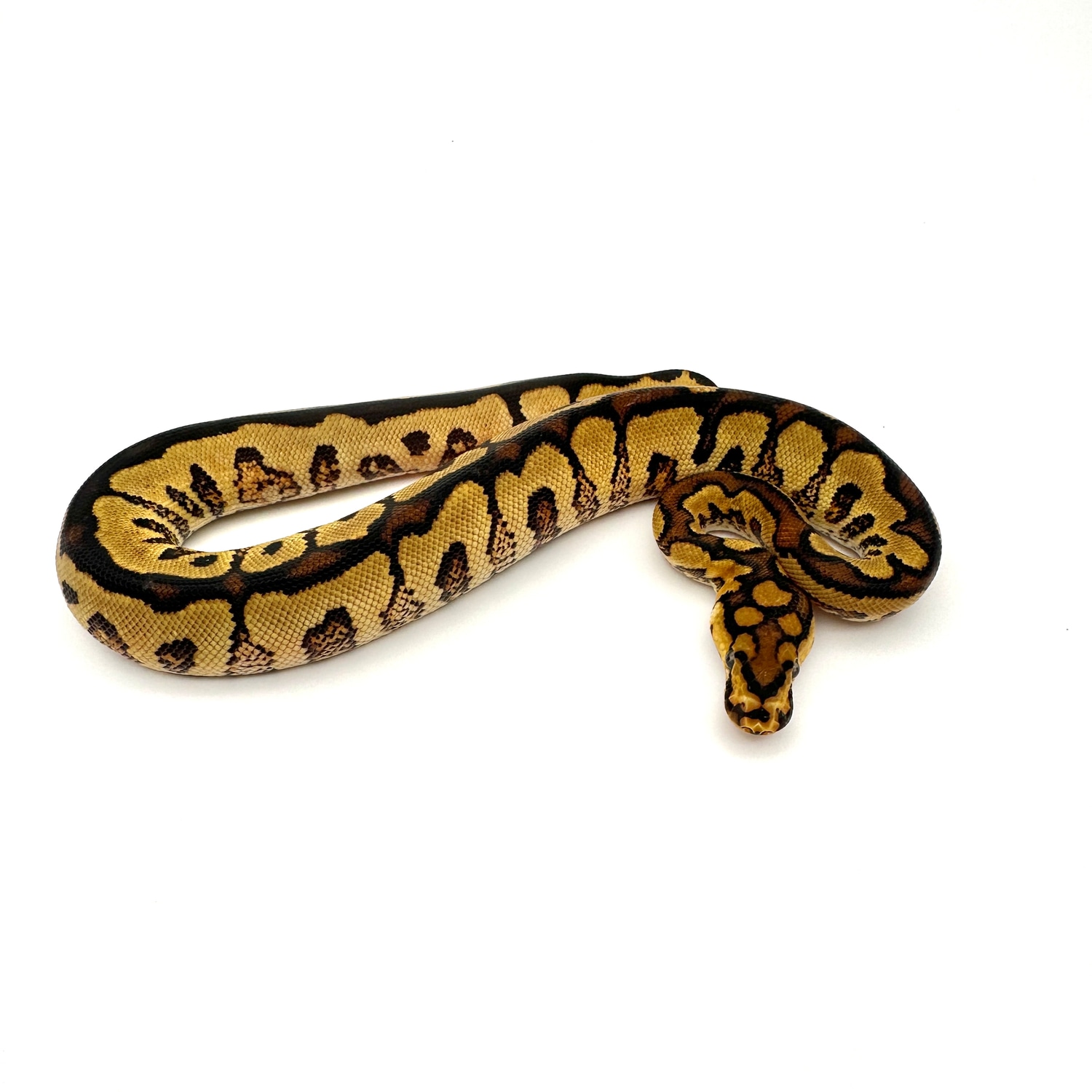 Yellow Belly Clown Ball Python by Las Vegas Ball Pythons - MorphMarket