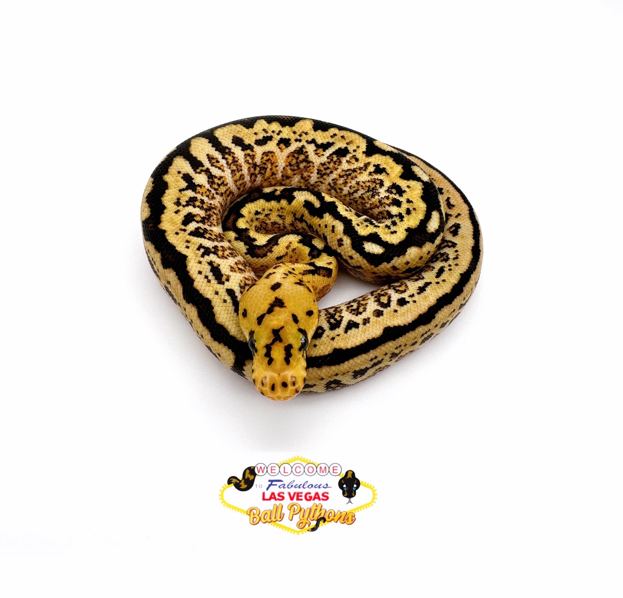 PowerBall Yellow Belly Clown Pos Red Stripe Ball Python by Las Vegas ...