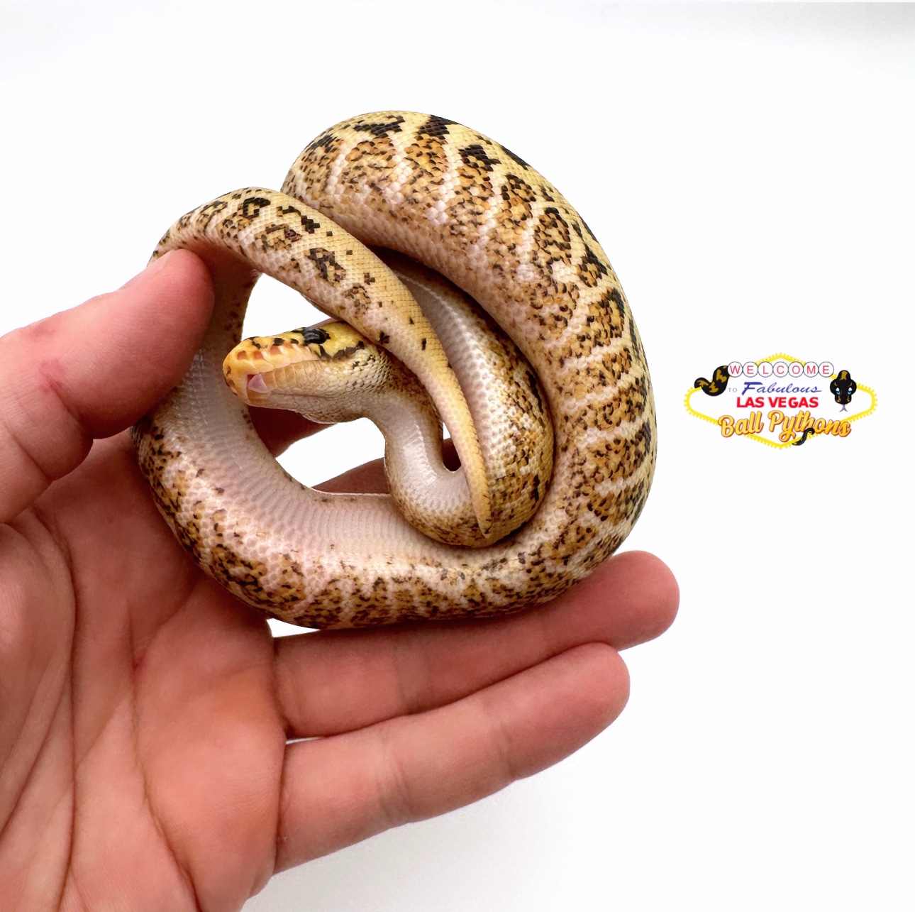 PowerBall Yellow Belly Clown Pos Red Stripe Ball Python by Las Vegas ...